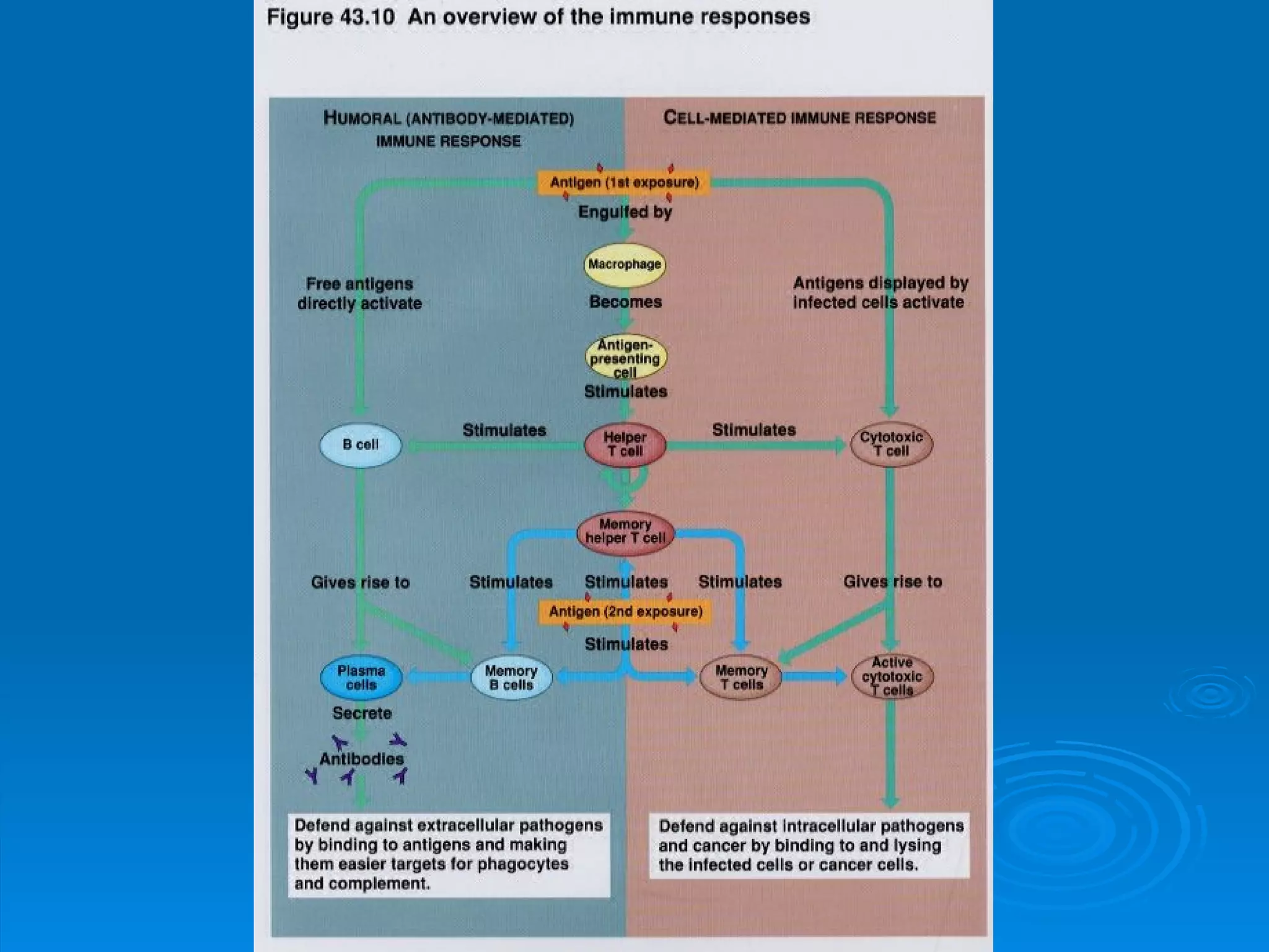 Lymphatic system and immunity | PPT