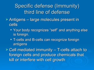 Lymphatic system and immunity | PPT