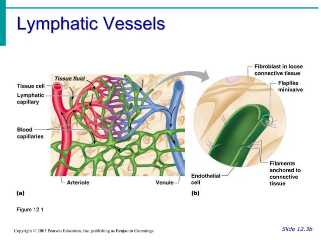 Lymphatic System and Immunity 1.ppt ………. | PPT