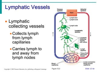Lymphatic System and Immunity 1.ppt ………. | PPT