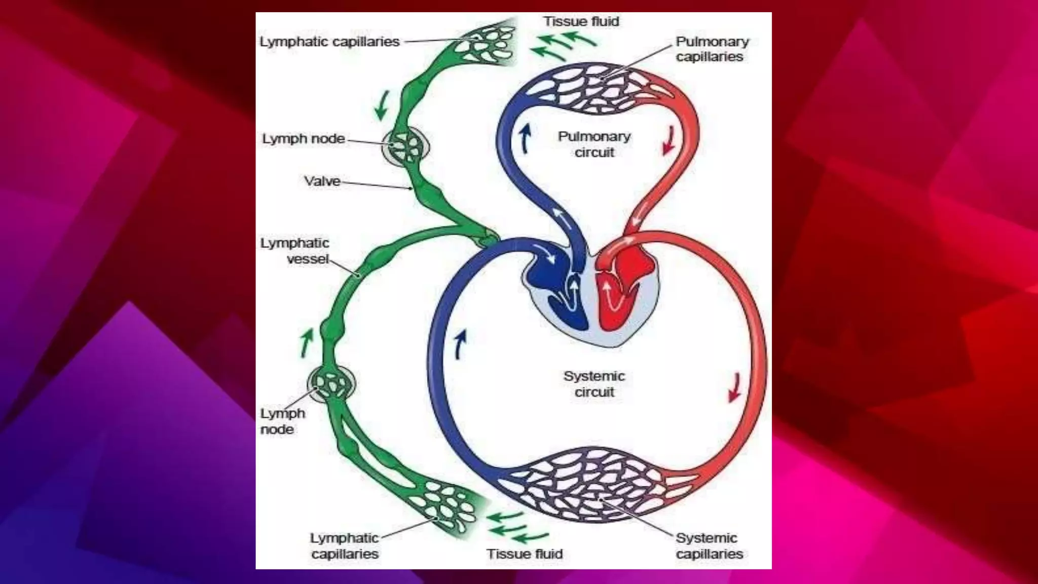 Lymphatic system and lymph | PPTX