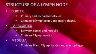 Lymphatic system and lymph | PPTX