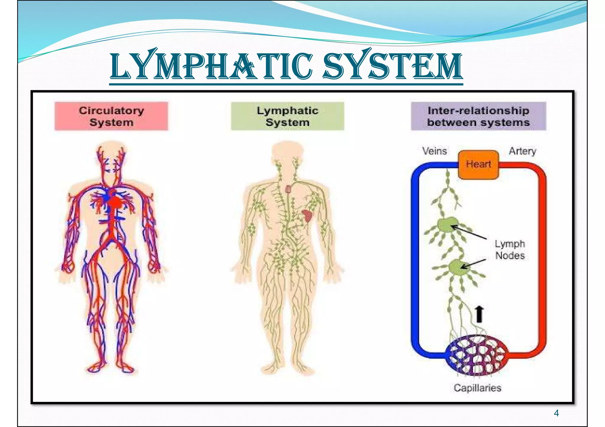 Lymphatic system | PDF