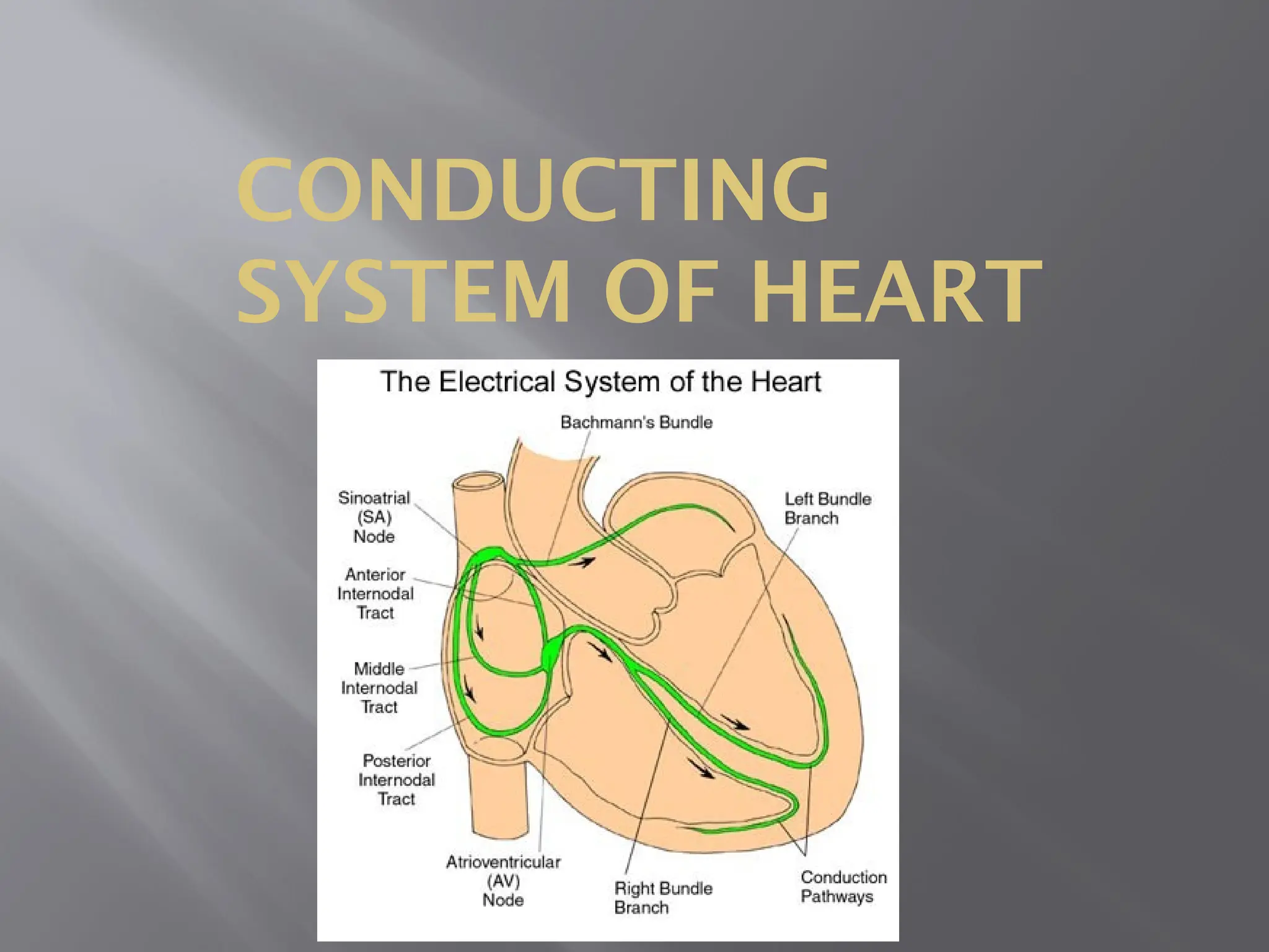 lymphatic system+ conducting system+ fetal , neonatal circulation.pptx
