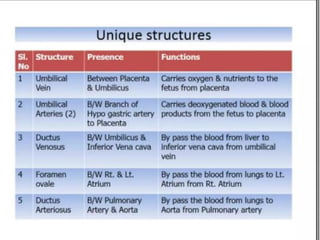 lymphatic system+ conducting system+ fetal , neonatal circulation.pptx
