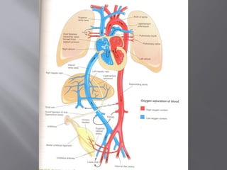 lymphatic system+ conducting system+ fetal , neonatal circulation.pptx
