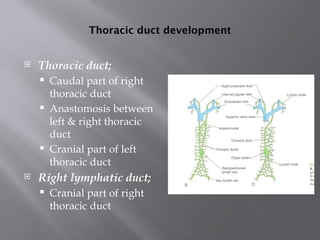 lymphatic system+ conducting system+ fetal , neonatal circulation.pptx