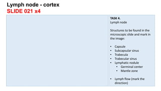 Lymphatic_systemcopy.pptx