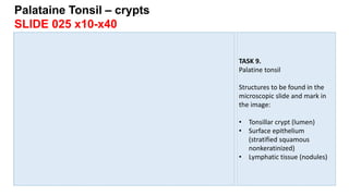 Lymphatic_systemcopy.pptx