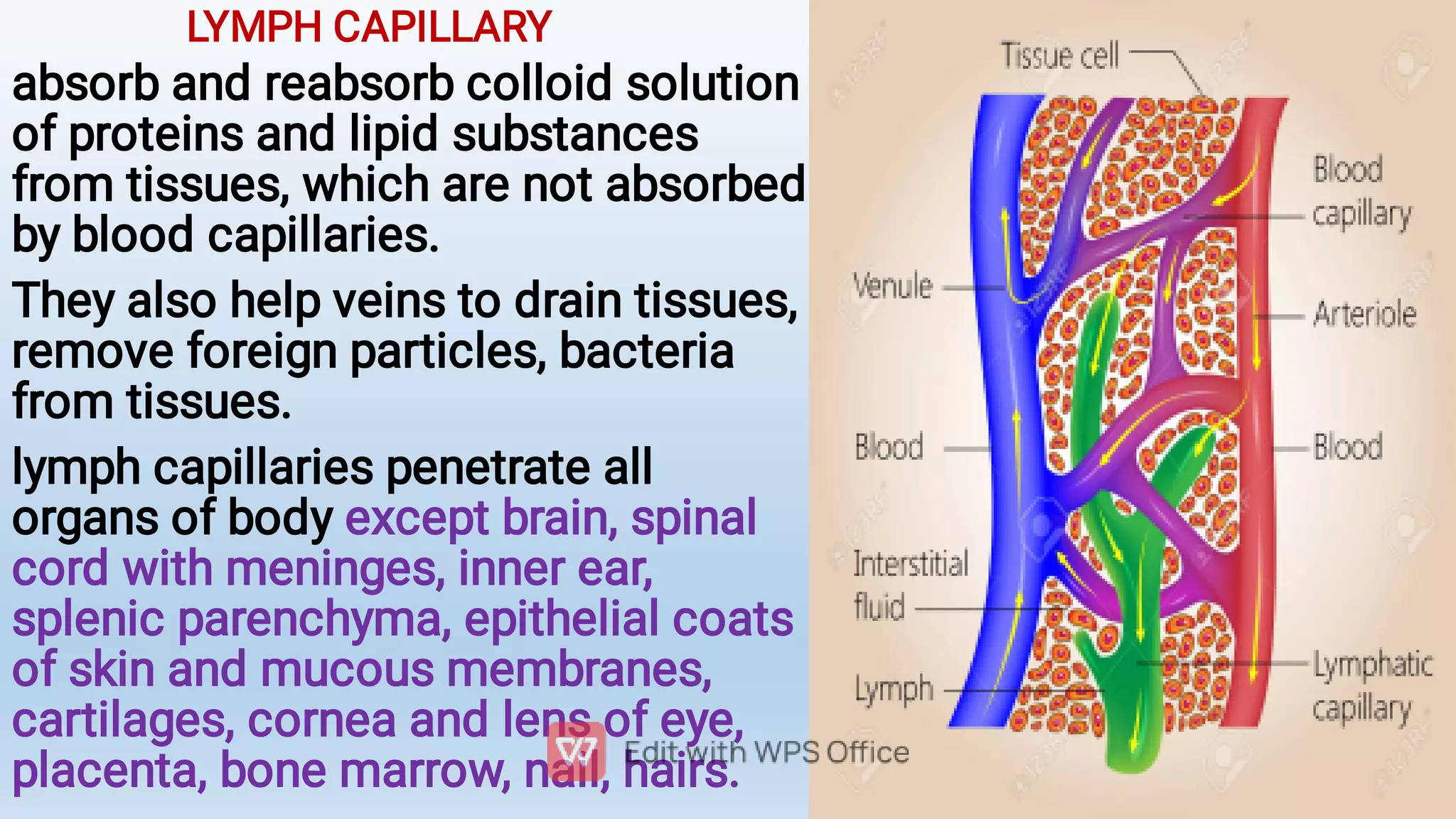 lymphatic system_dentistry 24.12.19.pdf