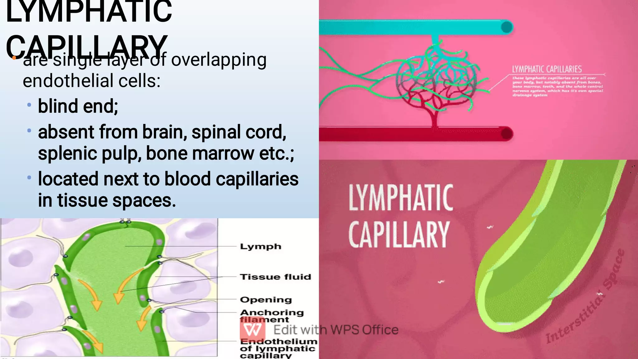 lymphatic system_dentistry 24.12.19.pdf | Ear, Nose and Throat ...
