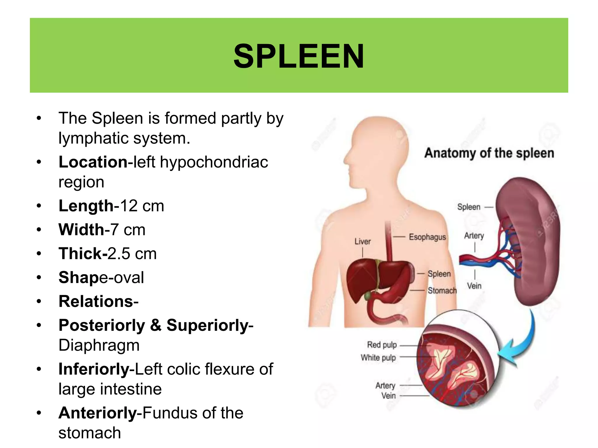 LYMPHATIC SYSTEM | PPTX