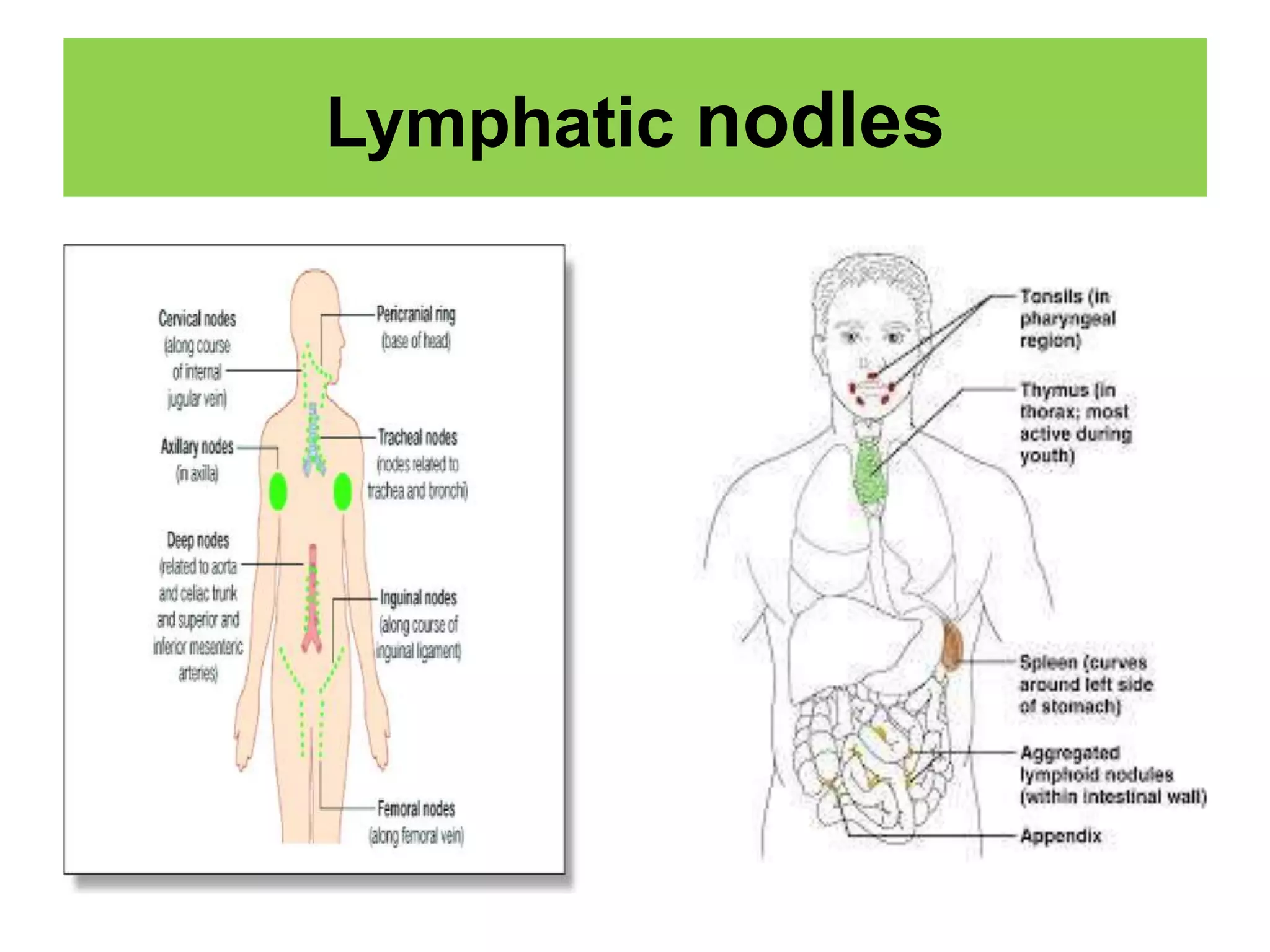 LYMPHATIC SYSTEM | PPTX