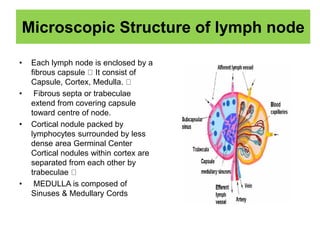 LYMPHATIC SYSTEM | PPTX