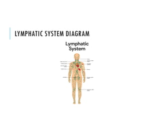 Lymphatic System New PPT slides.pdf