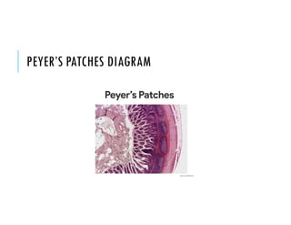 Lymphatic System New PPT slides.pdf