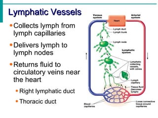 Lymphatic System For Dummies