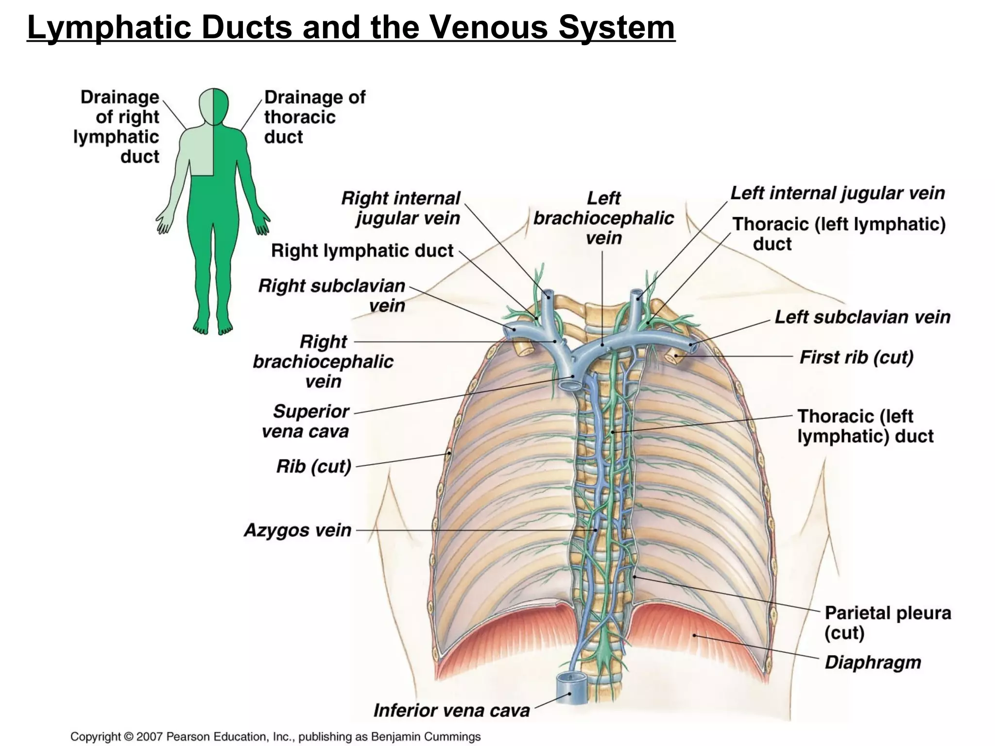 Lymphatic system notes | PPT
