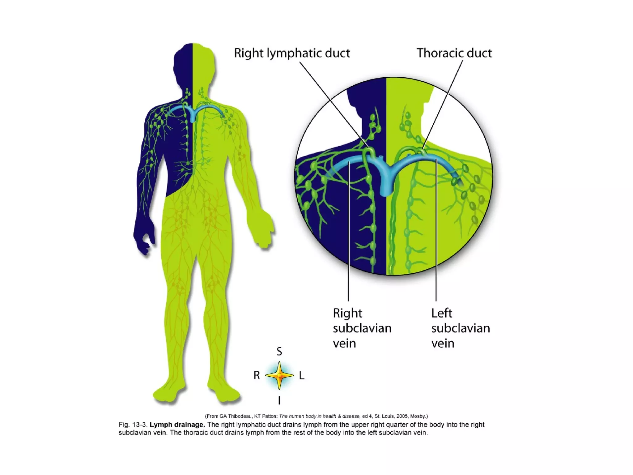 Lymphatic system notes | PPT