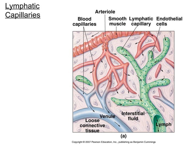 Lymphatic system notes | PPT