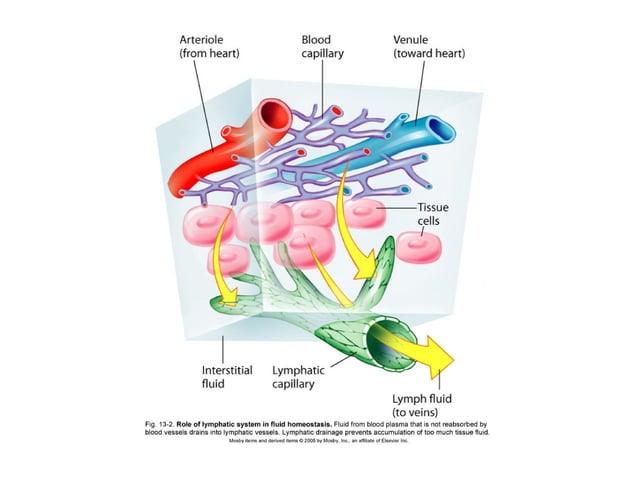 Lymphatic system notes | PPT