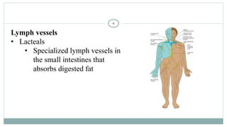 Lymphatic system part 1 | PDF