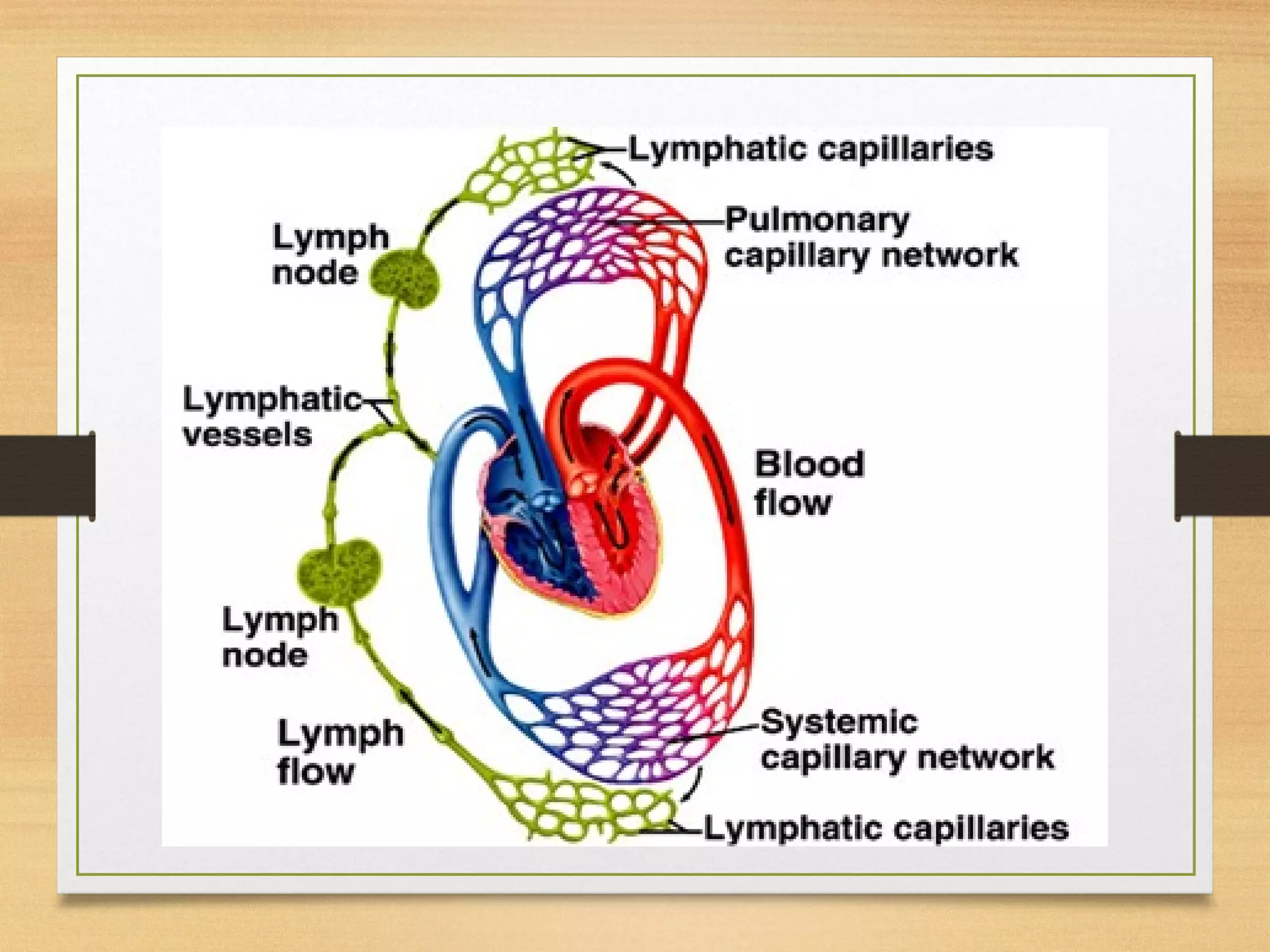 Lymphatic system ppt | PPT