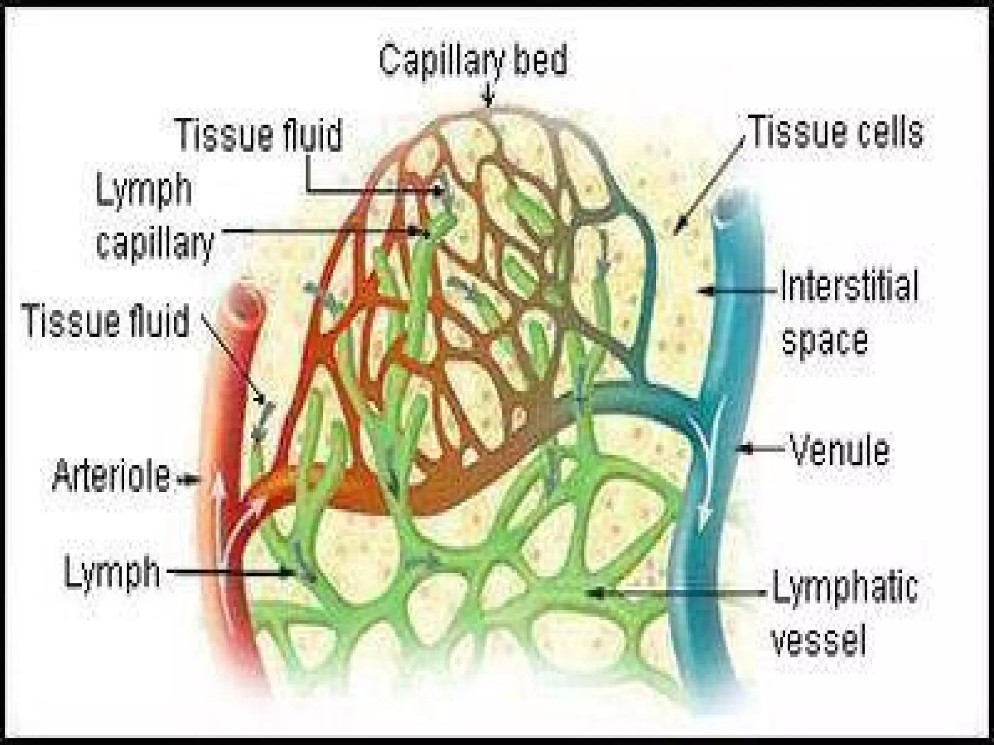 Lymphatic system ppt | PPT