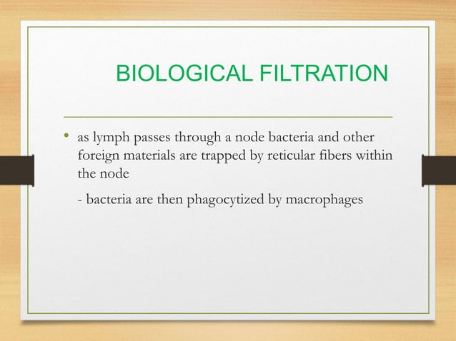 Lymphatic system ppt | PPT | Blood Disorders | Diseases and Conditions