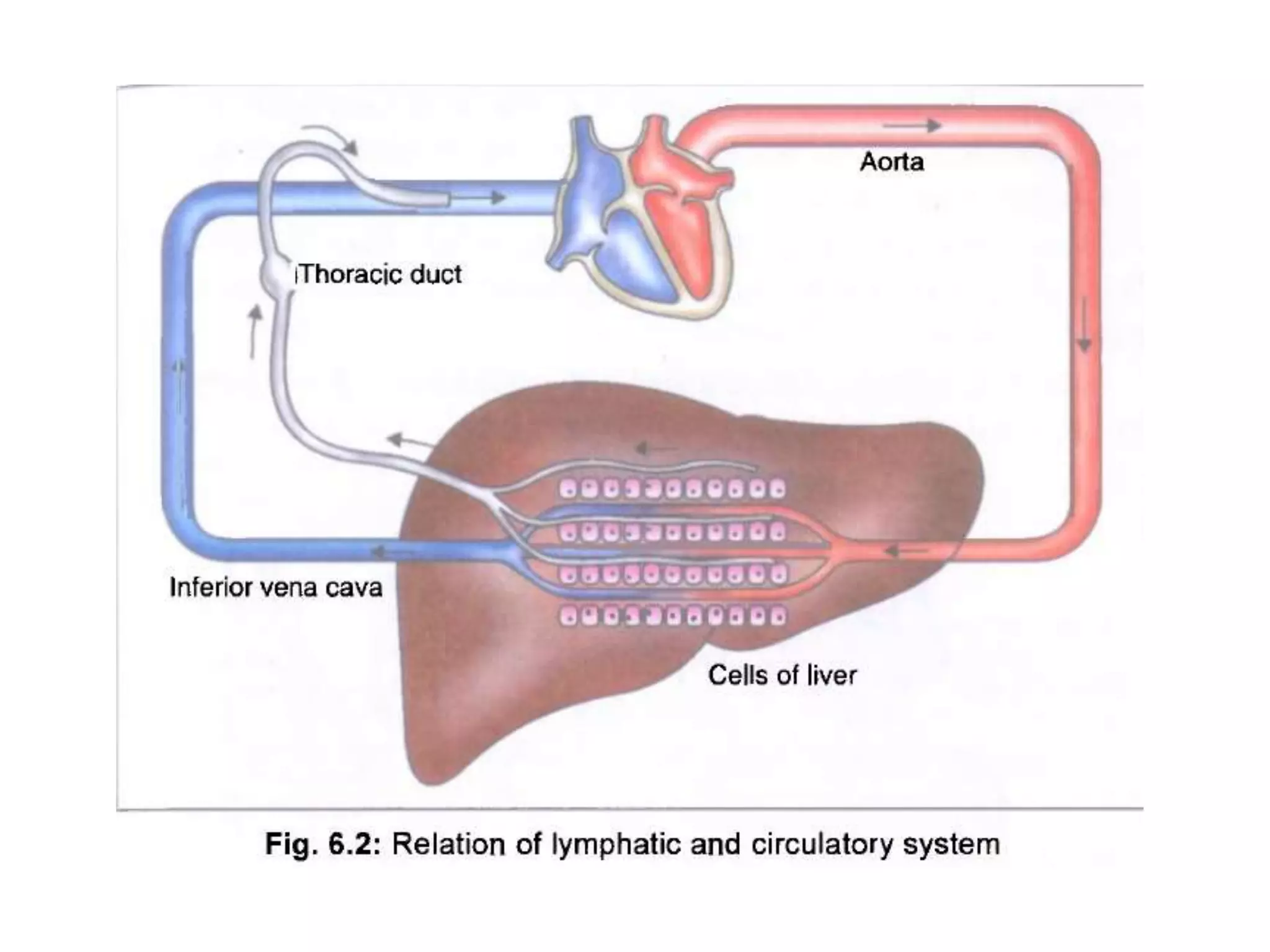 Lymphatic system ppt | PPTX