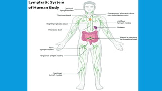 Lymphatic system ppt[1].pptx . | PPTX