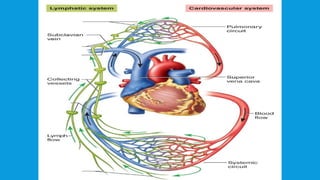 Lymphatic system ppt[1].pptx . | PPTX