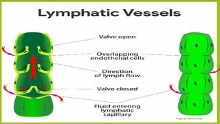 Lymphatic system ppt[1].pptx . | PPTX