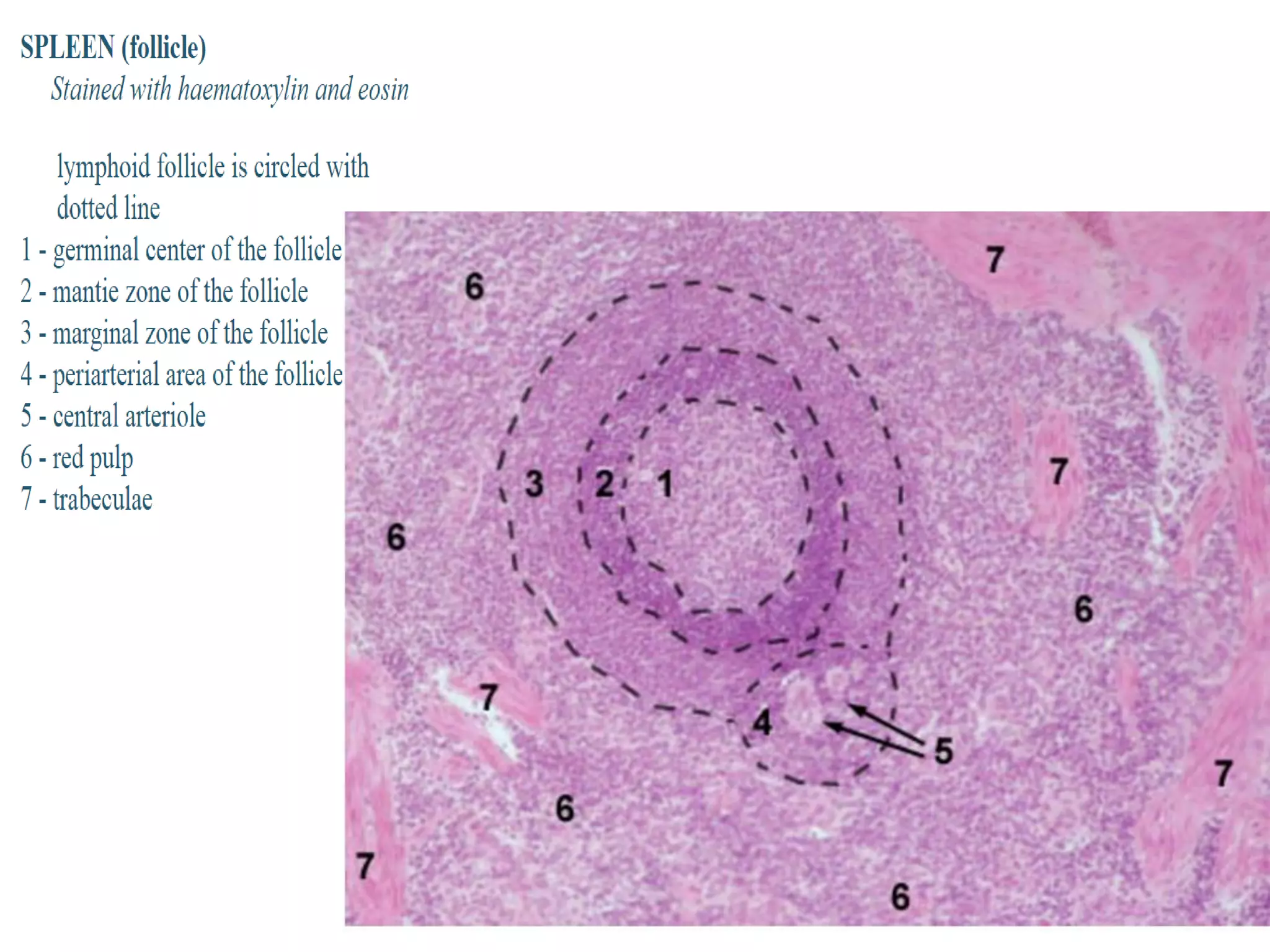 histology of lymphatic system | PDF | Ear, Nose and Throat Conditions ...
