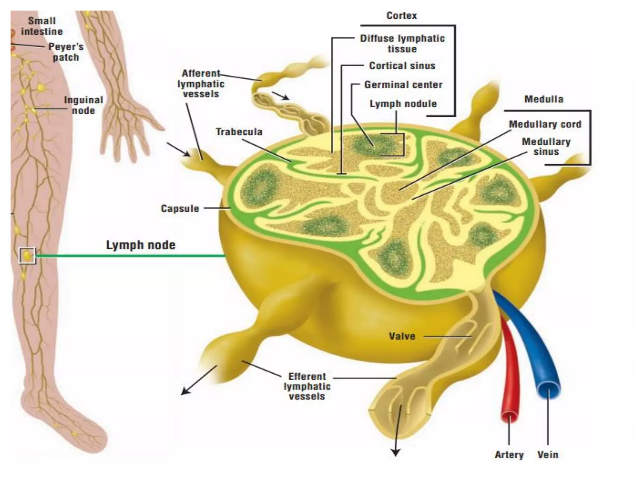 histology of lymphatic system | PDF | Ear, Nose and Throat Conditions ...