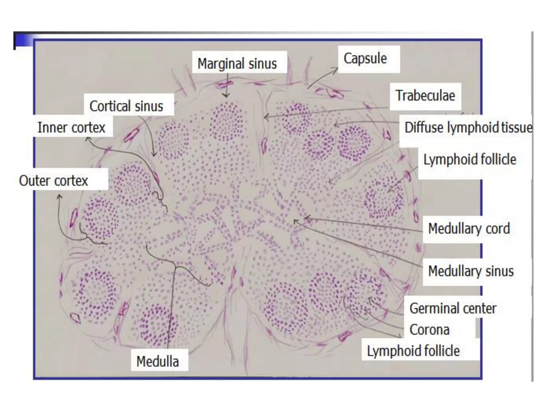 histology of lymphatic system | PPT
