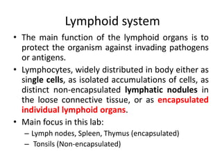 histology of lymphatic system | PDF | Ear, Nose and Throat Conditions ...