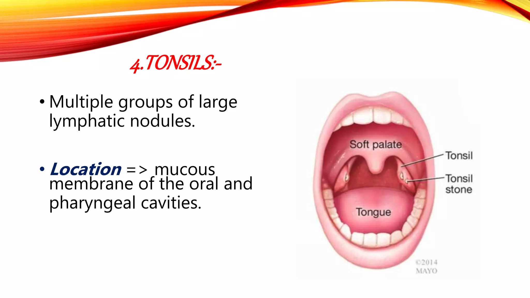 Lymphatic system presetation for medical student by D. Huzaifa Youins ...