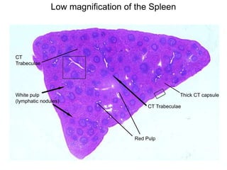 Lymphatic systems.ppt