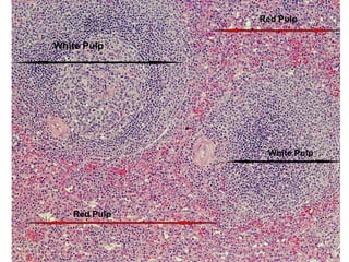 Lymphatic systems.ppt