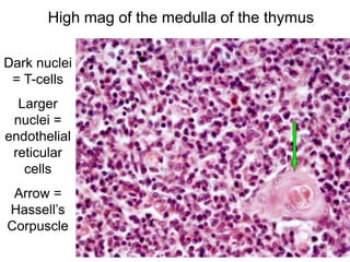 Lymphatic systems.ppt