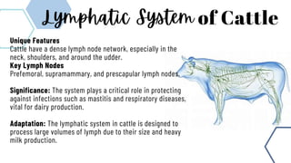 Lymphatic_System_Terence_John_P_Aguinaldo.pdf