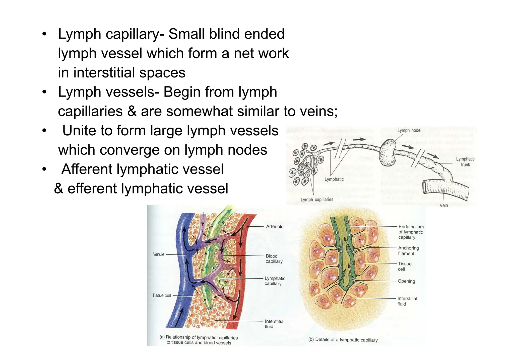 Lymphatic tissue physio.pdf