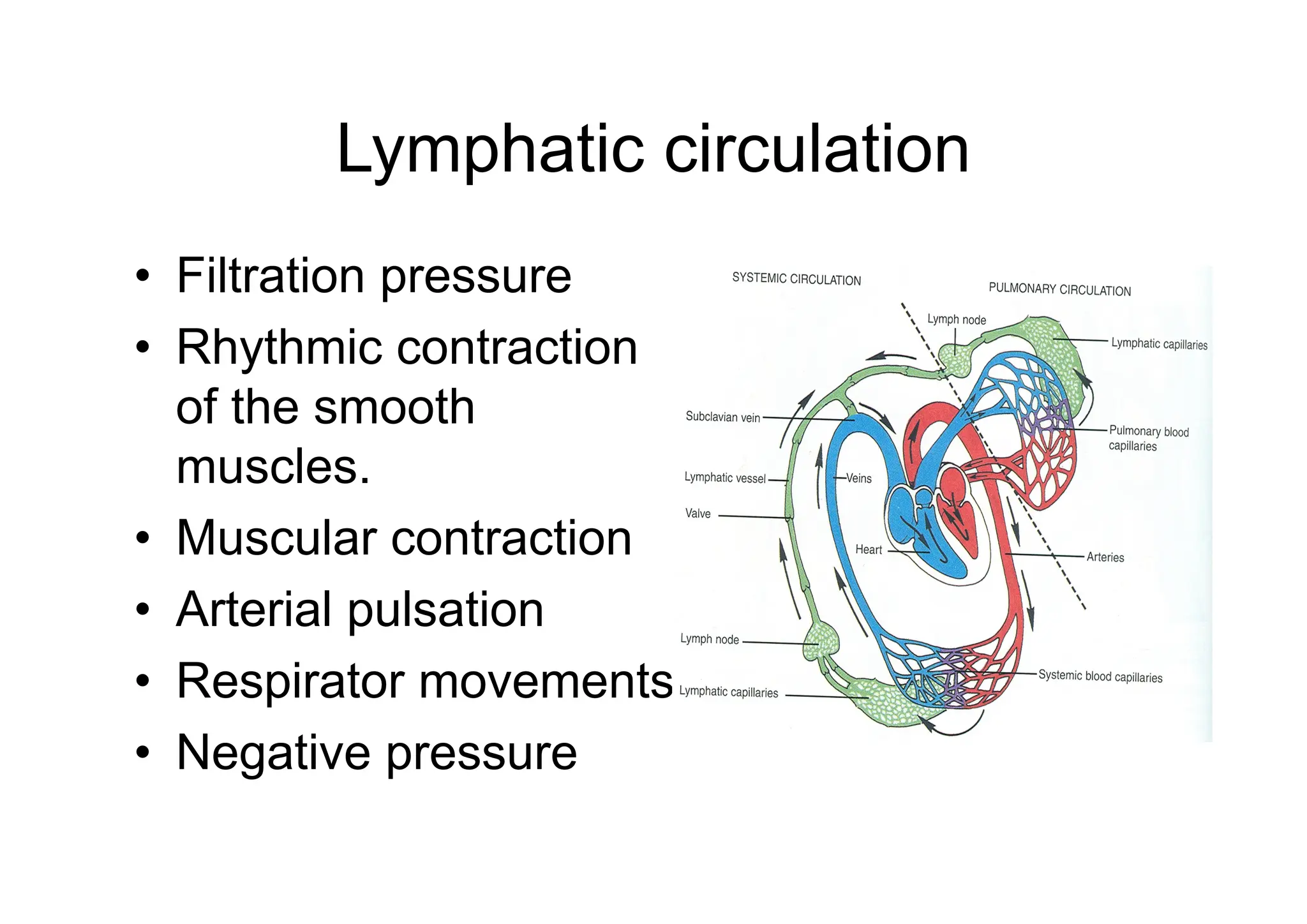 Lymphatic tissue physio.pdf