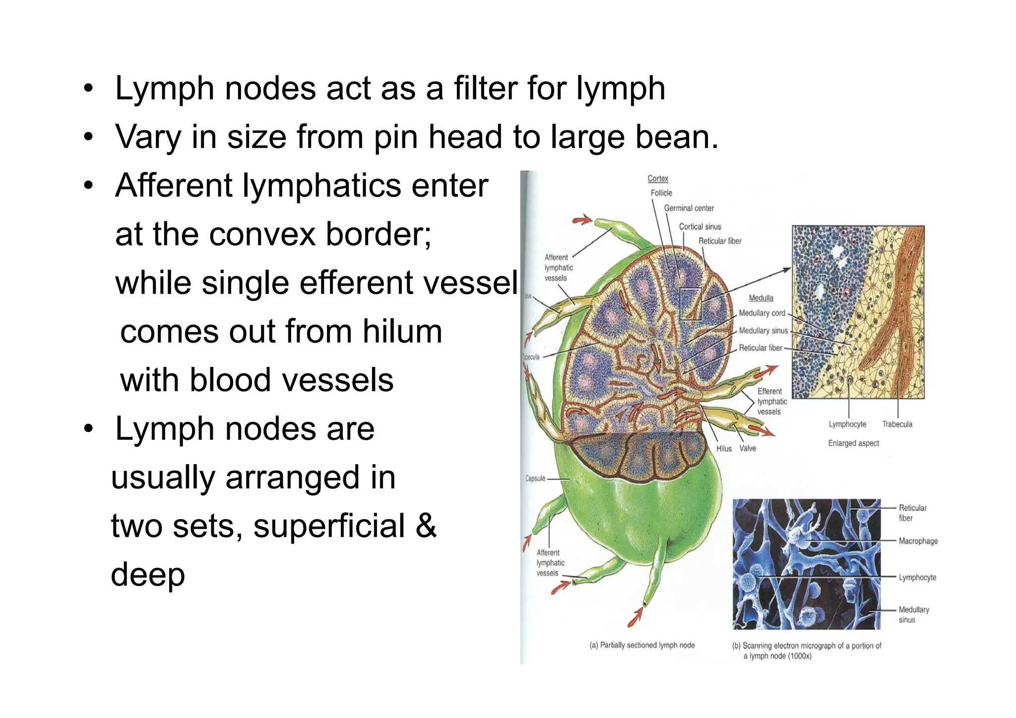 Lymphatic tissue physio.pdf
