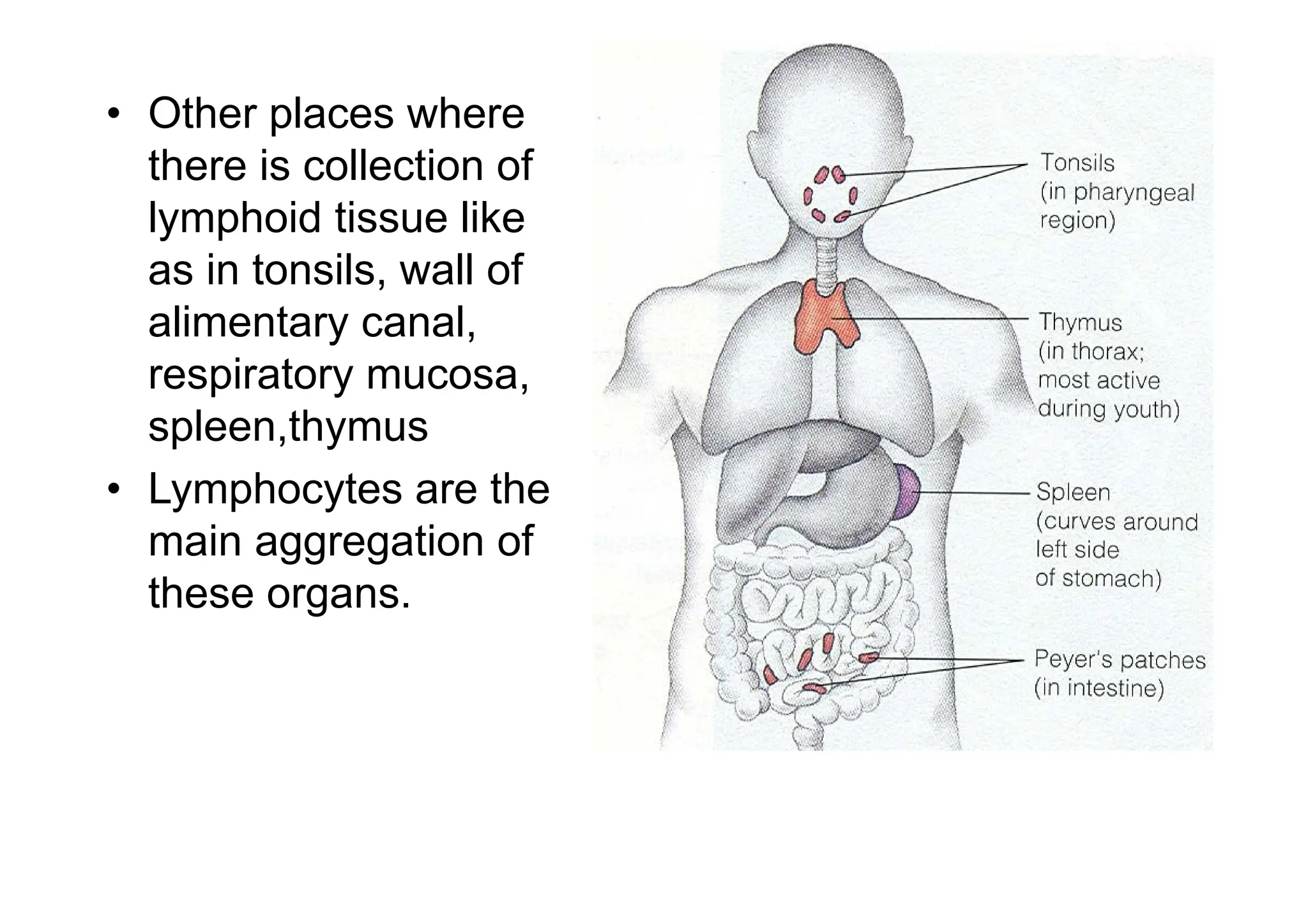 Lymphatic tissue physio.pdf