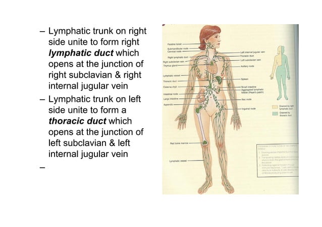 Lymphatic tissue physio.pdf