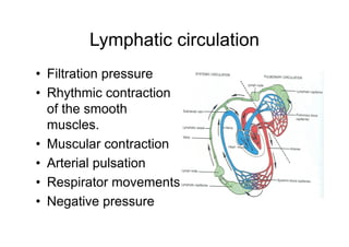 Lymphatic tissue physio.pdf
