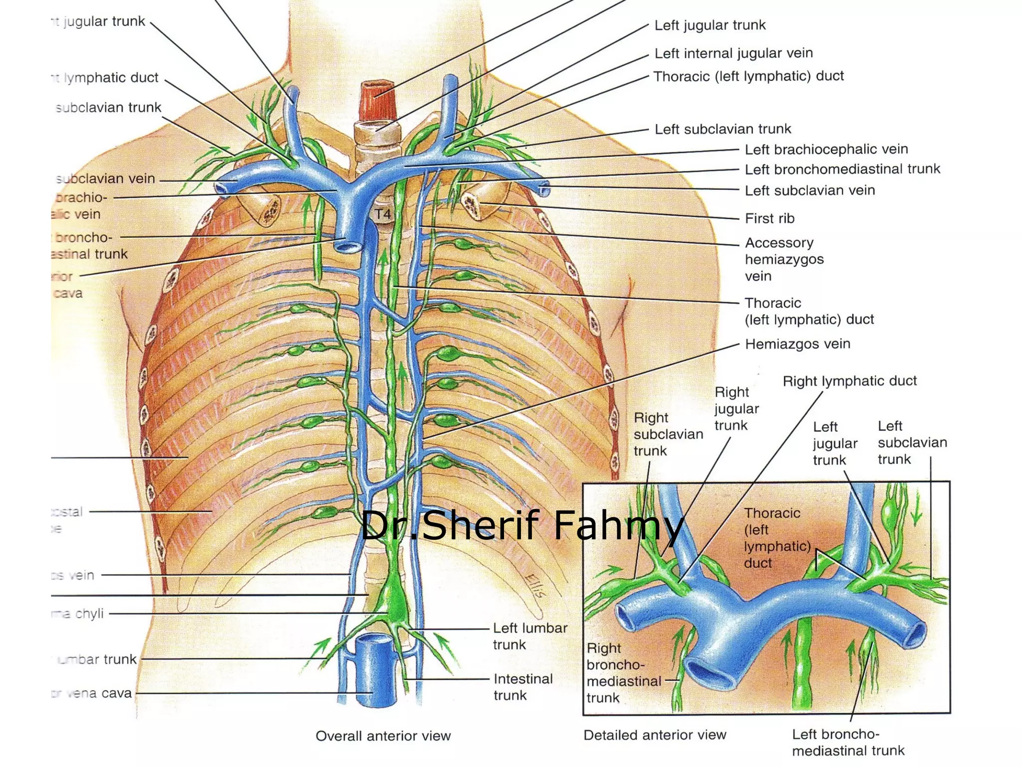 Lymphatic drainage of Head & Neck (Anatomy of the Neck) | PPS