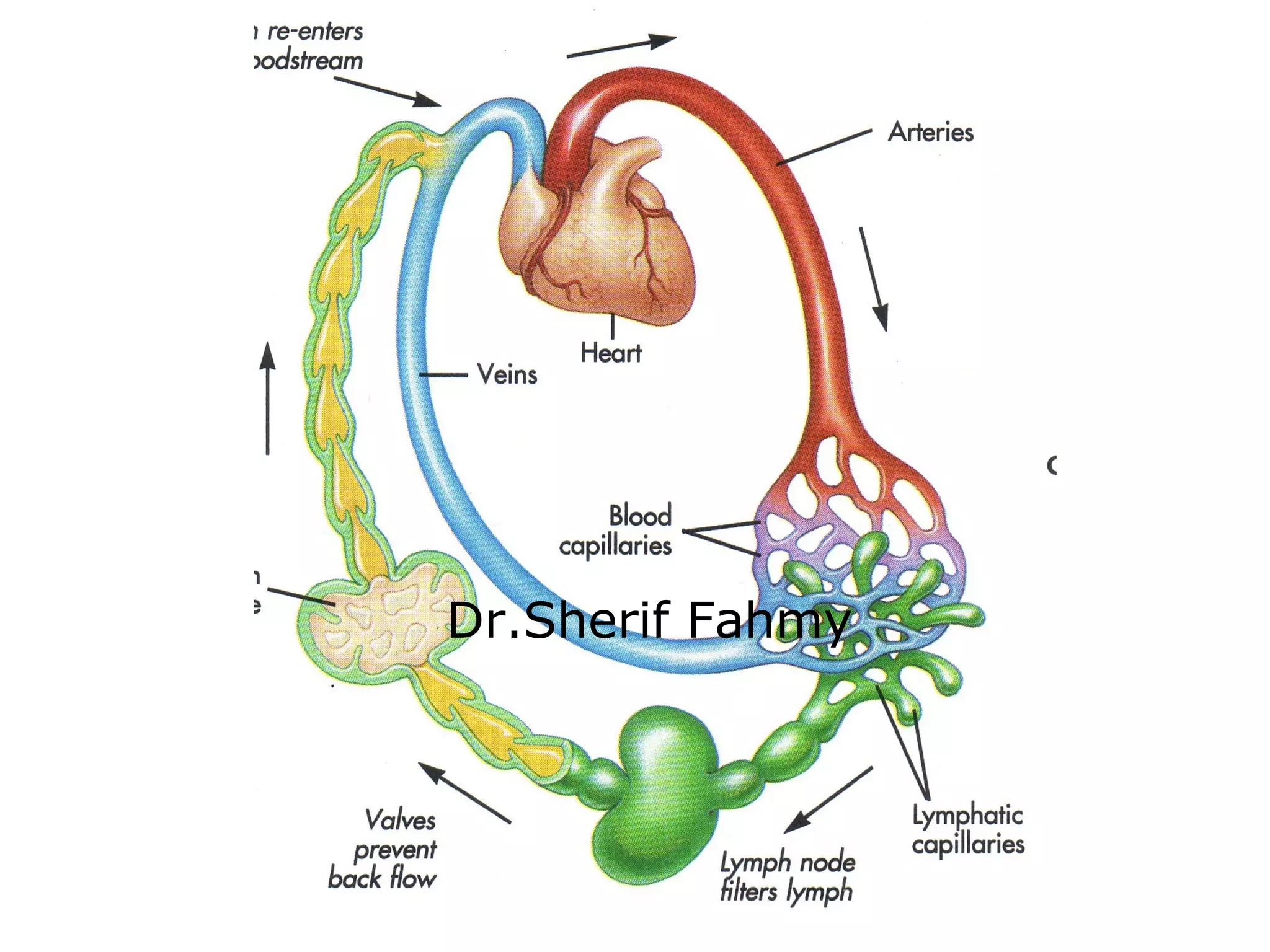 Lymphatic drainage of Head & Neck (Anatomy of the Neck) | PPS